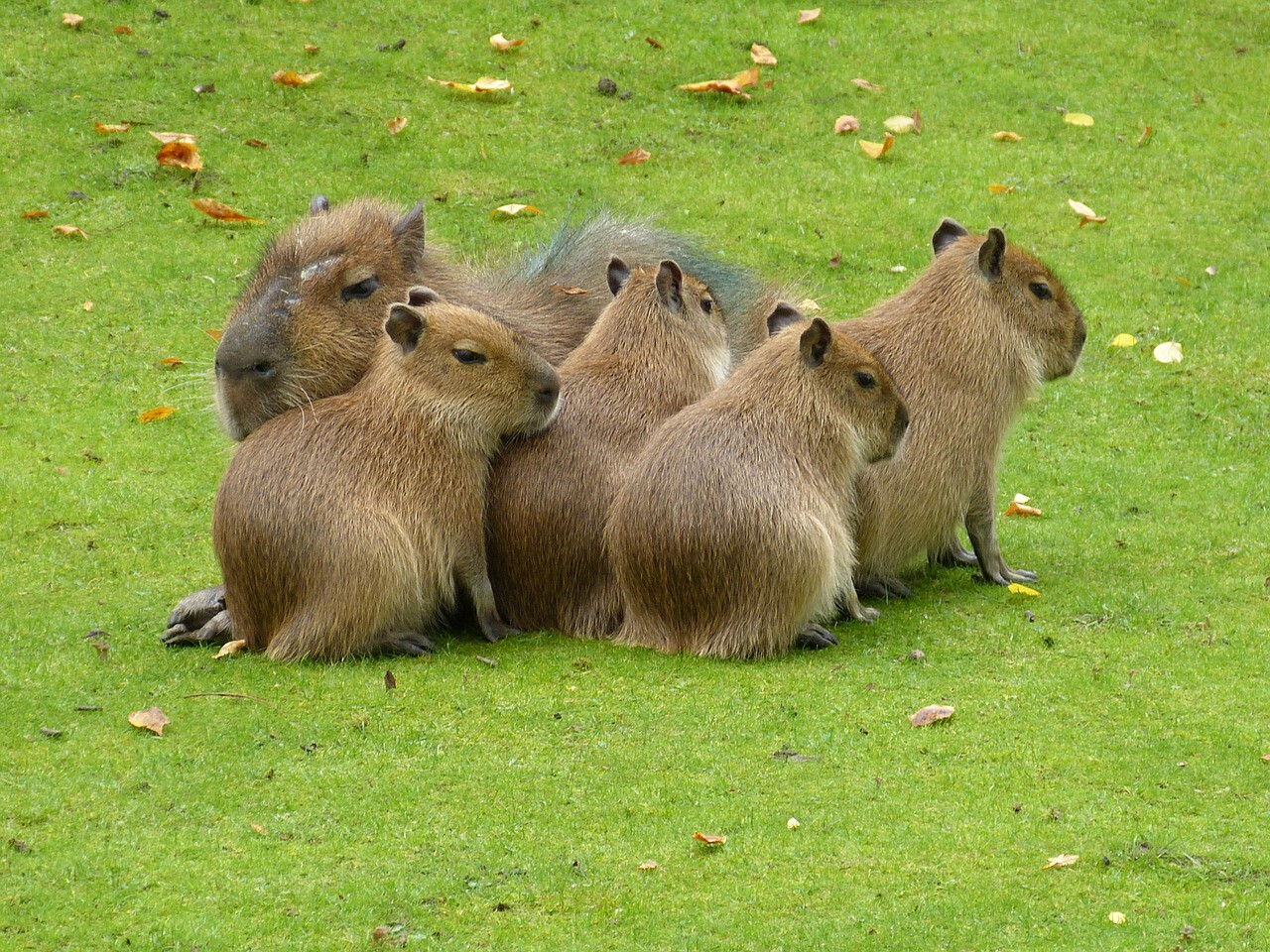 Qué zoológicos de México tiene capibaras: lista completa de estados y ...