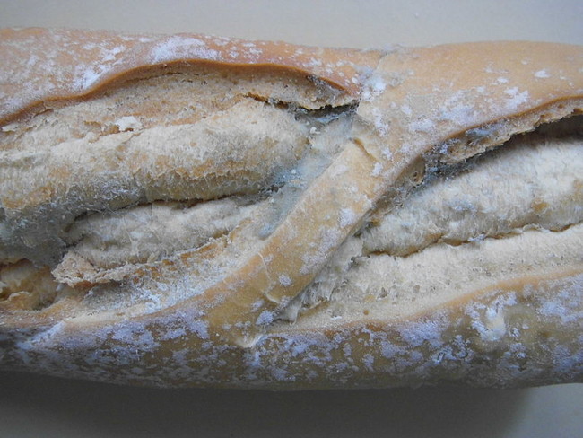 ¿Comerías pan con moho porque estás en contra de desperdiciar la comida?