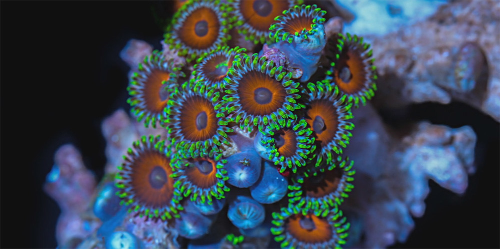 Timelapse: 'Coral colors', vídeo de fotografía macro sobre los corales