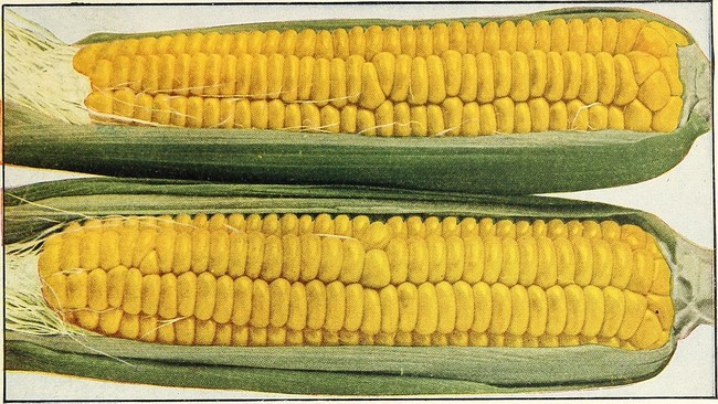 Polenta: qué es y cómo cocinar el plato italiano sin gluten que gana a ...
