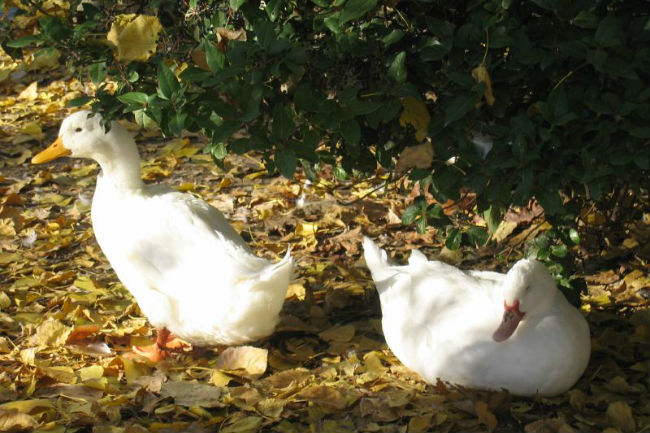 Piezas del pato - Partes del pato