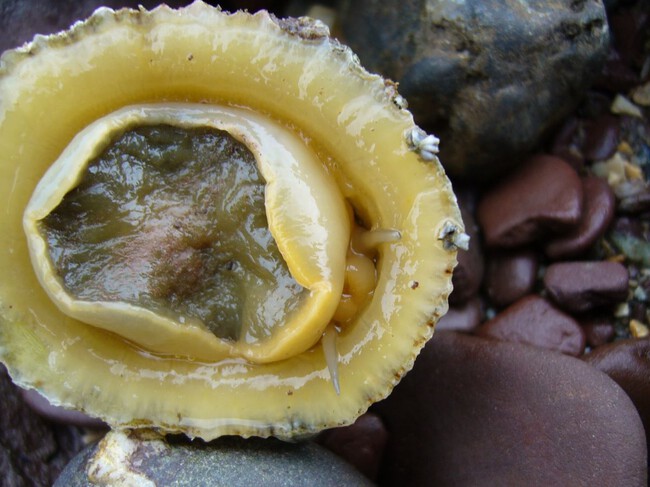 Qué es la llámpara o lapa, un molusco muy común en nuestras costas pero ...