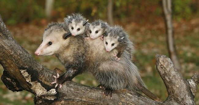Tlacuache, la historia detrás del único marsupial mexicano