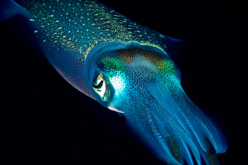 Ver 'dar a luz' a un calamar gigante es el más grande espectáculo de la ...