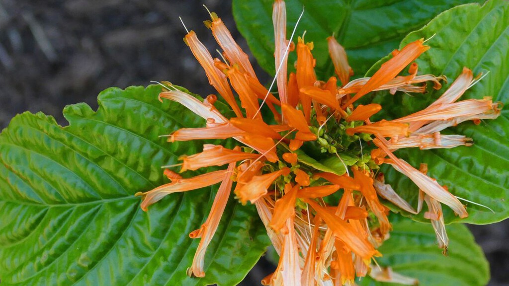 Qué es el muicle y por qué los expertos recomiendan consumirlo con ...