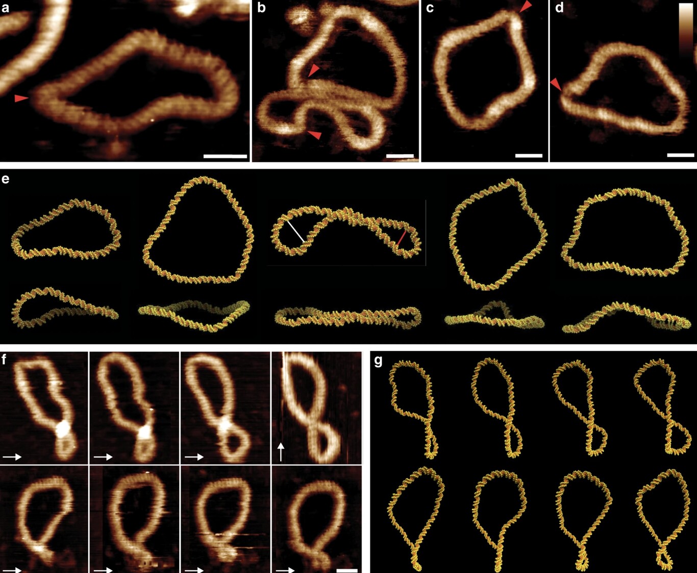 Así "baila" el ADN: las fotografías de mayor resolución que se le ha ...