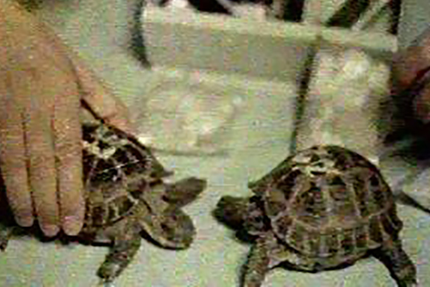 La rara historia de las tortugas que llegaron a la luna y volvieron ...