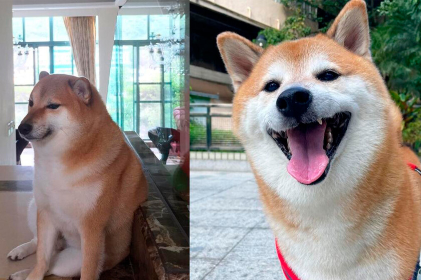 Ha fallecido Cheems, el perro más famoso de todo Internet