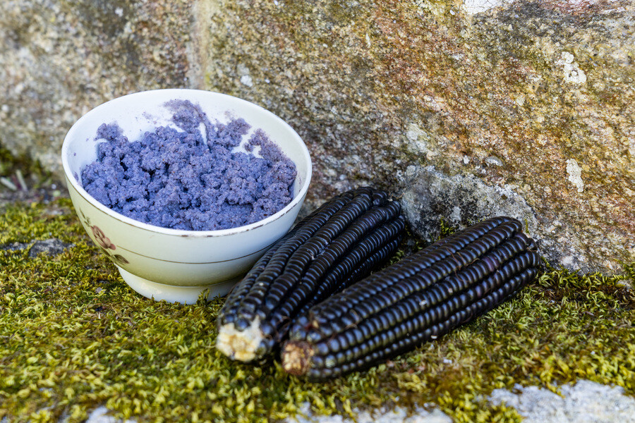 Qué es el millo corvo: el maíz gallego cargado hasta arriba de ...