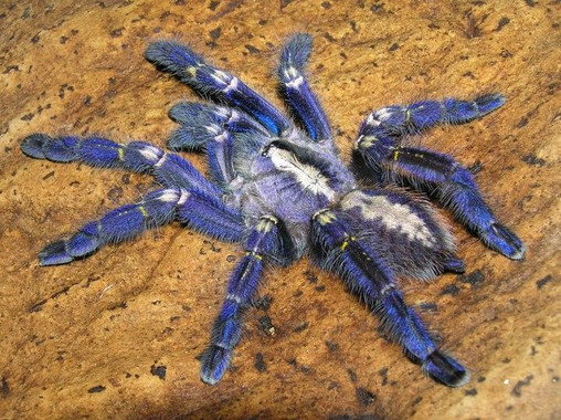El color de la tarántula azul se ha logrado imitar con nanotecnología