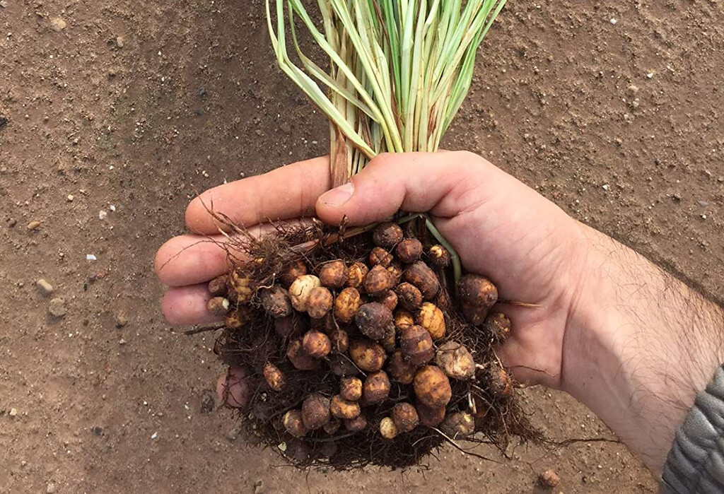 La chufa y sus usos más allá de la horchata valenciana: características ...