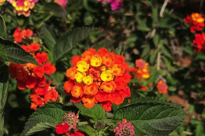 ¿Ese estado de ánimo comienza a flojear? La primavera será la culpable ...