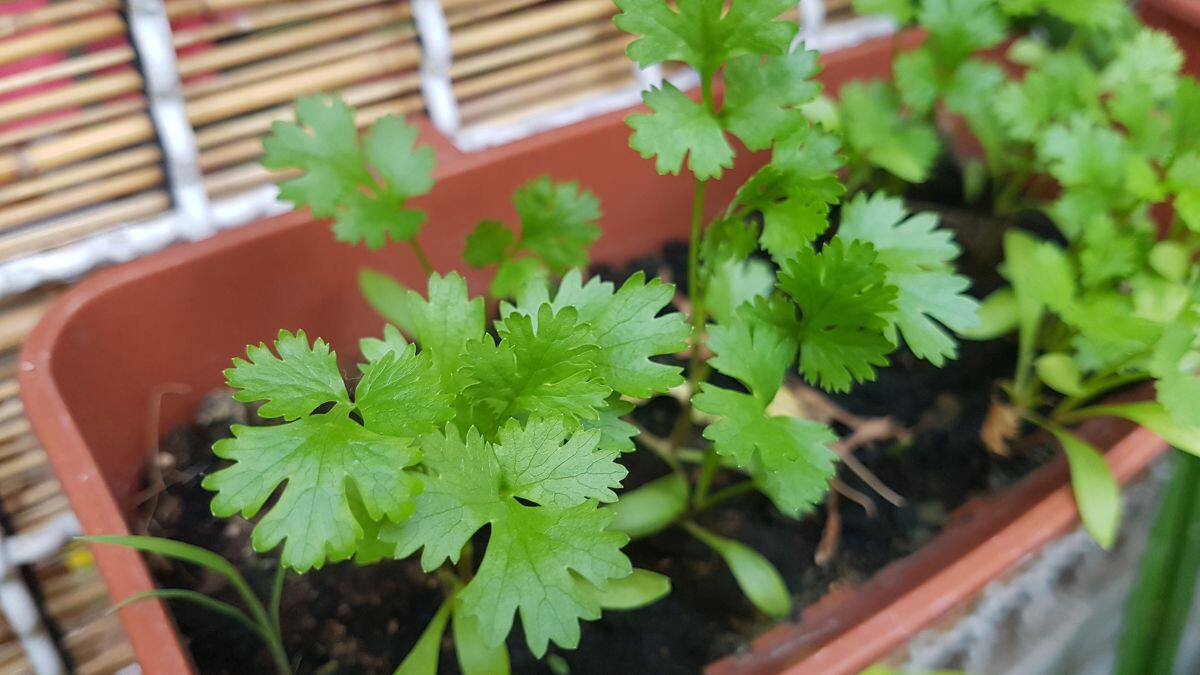 Cómo plantar cilantro en maceta: te damos el paso a paso para que no lo ...