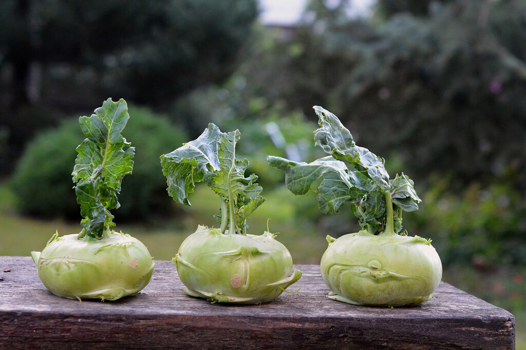 Colinabo, nabicol, colirrábano o kohlrabi: la crucífera mitad col ...
