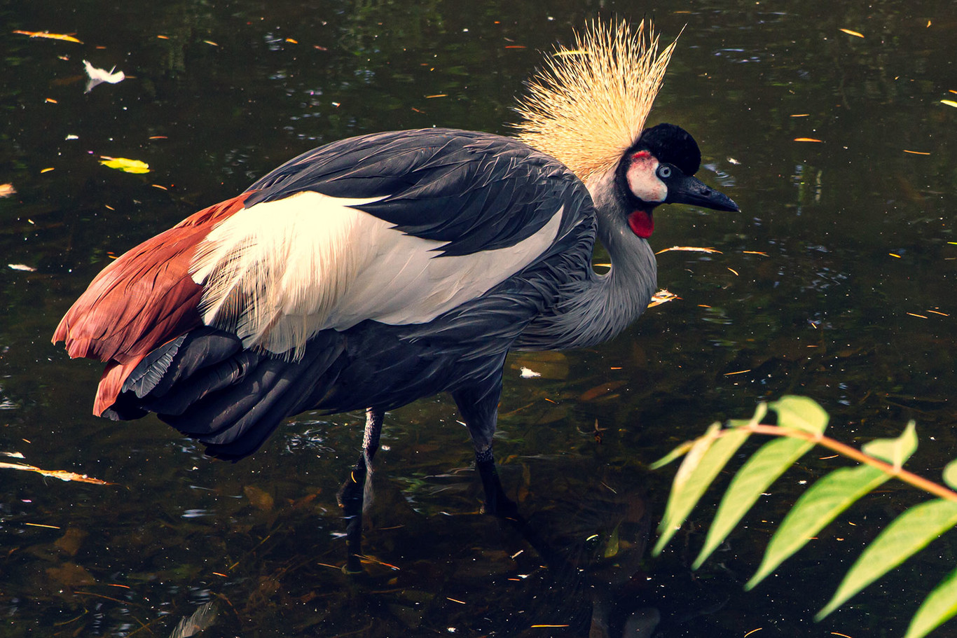 Explorando estilos fotográficos: la fotografía de aves como método para ...