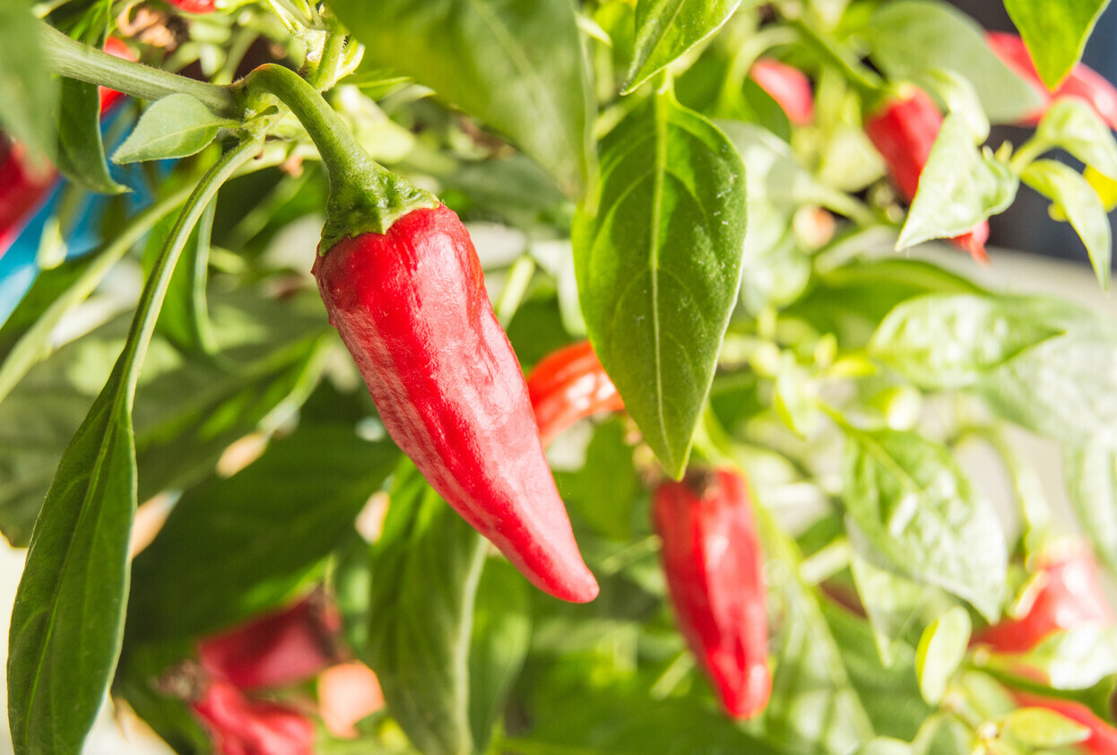 Guindilla: qué es, beneficios, usos en la cocina y variedades de este ...