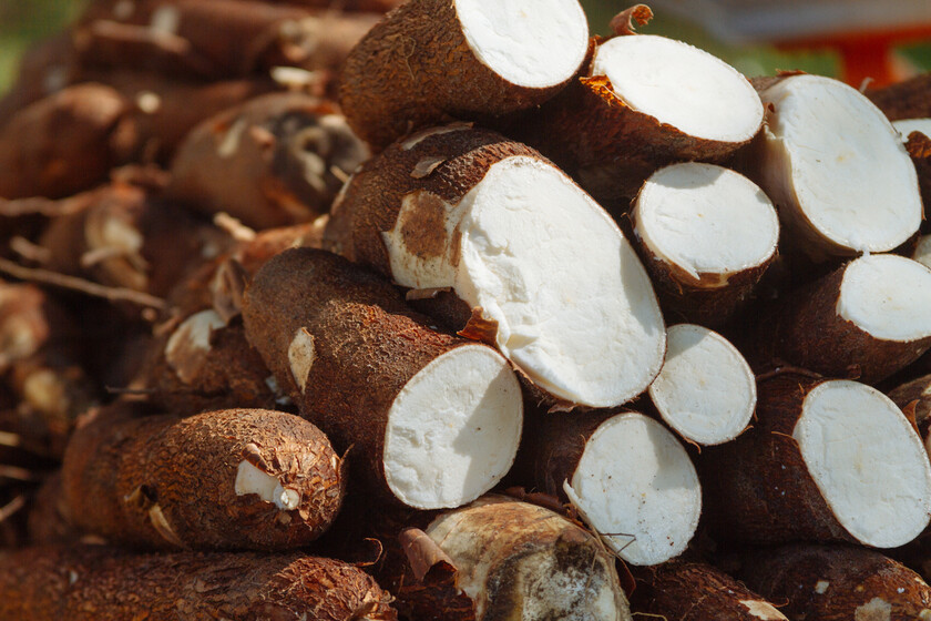 Yuca: propiedades y beneficios del tubérculo (y cómo utilizar el ...