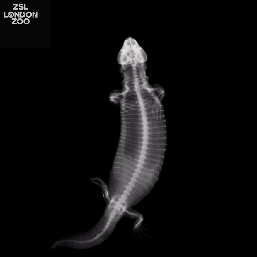 Así son las curiosas radiografías de una serpiente, una tortuga ...