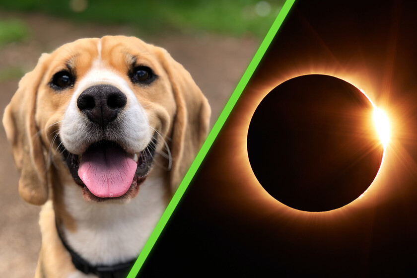 Eclipse solar del 14 de octubre 2023: qué ocurre a los animales durante un eclipse y cómo ...
