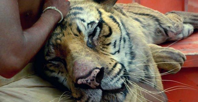 Crítica de 'La vida de Pi', la película de Ang Lee