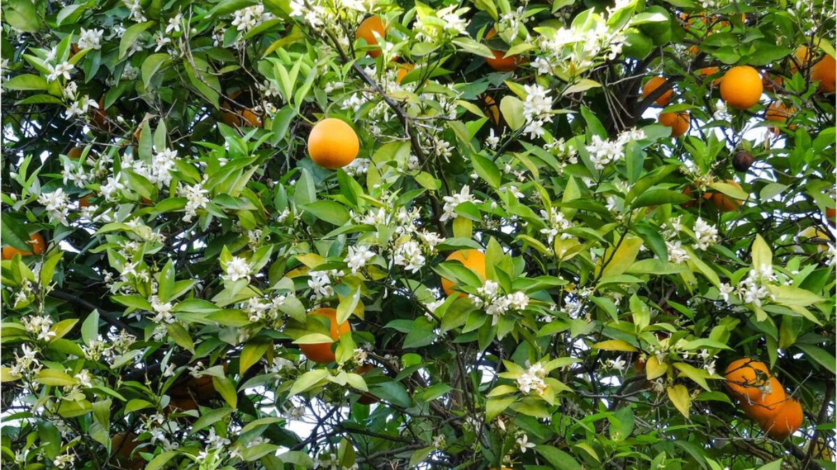 Qué es la flor de azahar y por qué están recomendando consumirla los ...