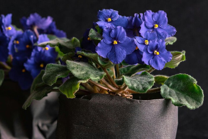 Cuidados de la violeta africana en maceta: el secreto para que florezca ...