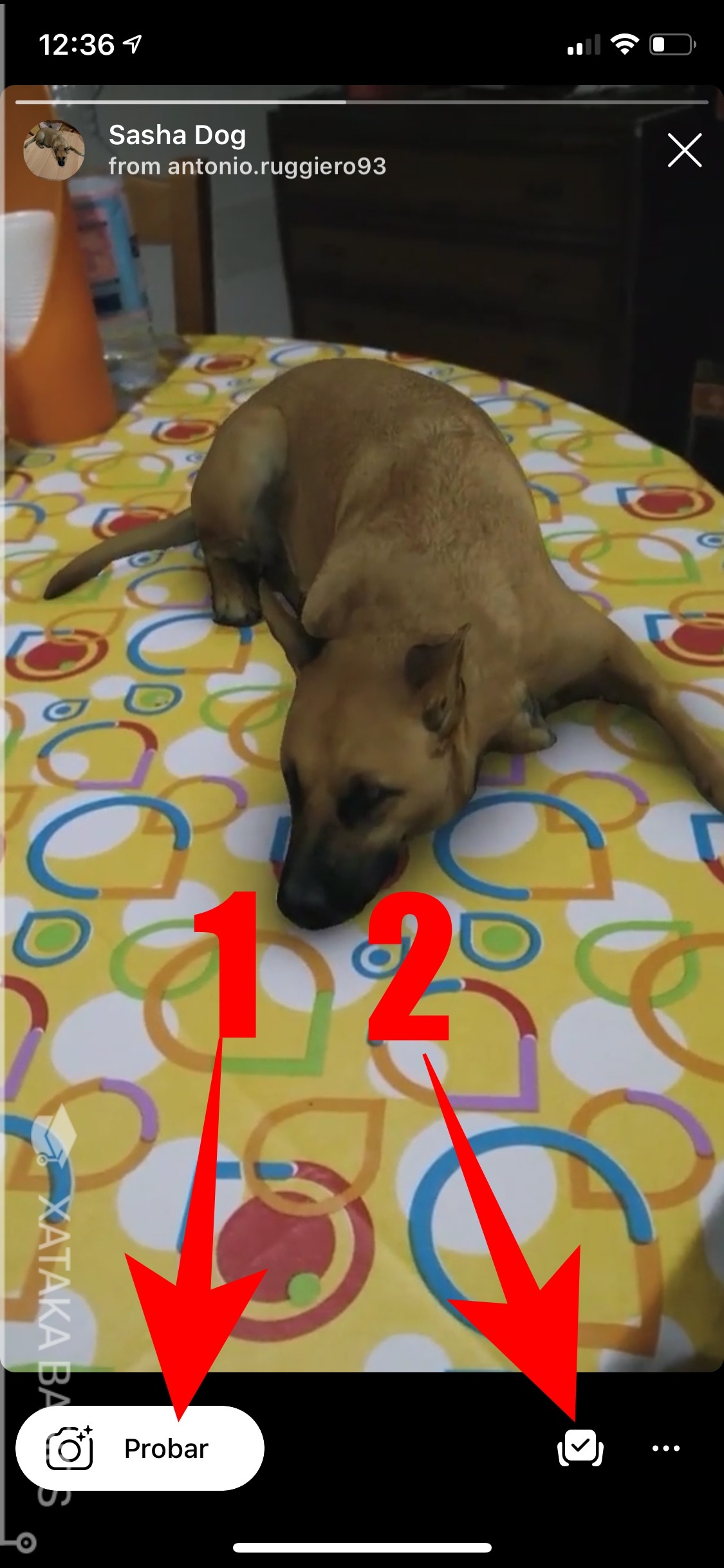 Cómo descargar Sasha Dog, el "filtro del perro" viral de Instagram que ...