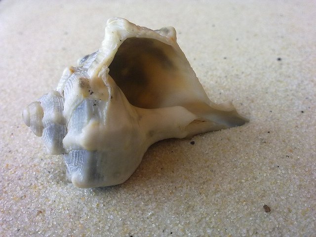 El secreto de las caracolas