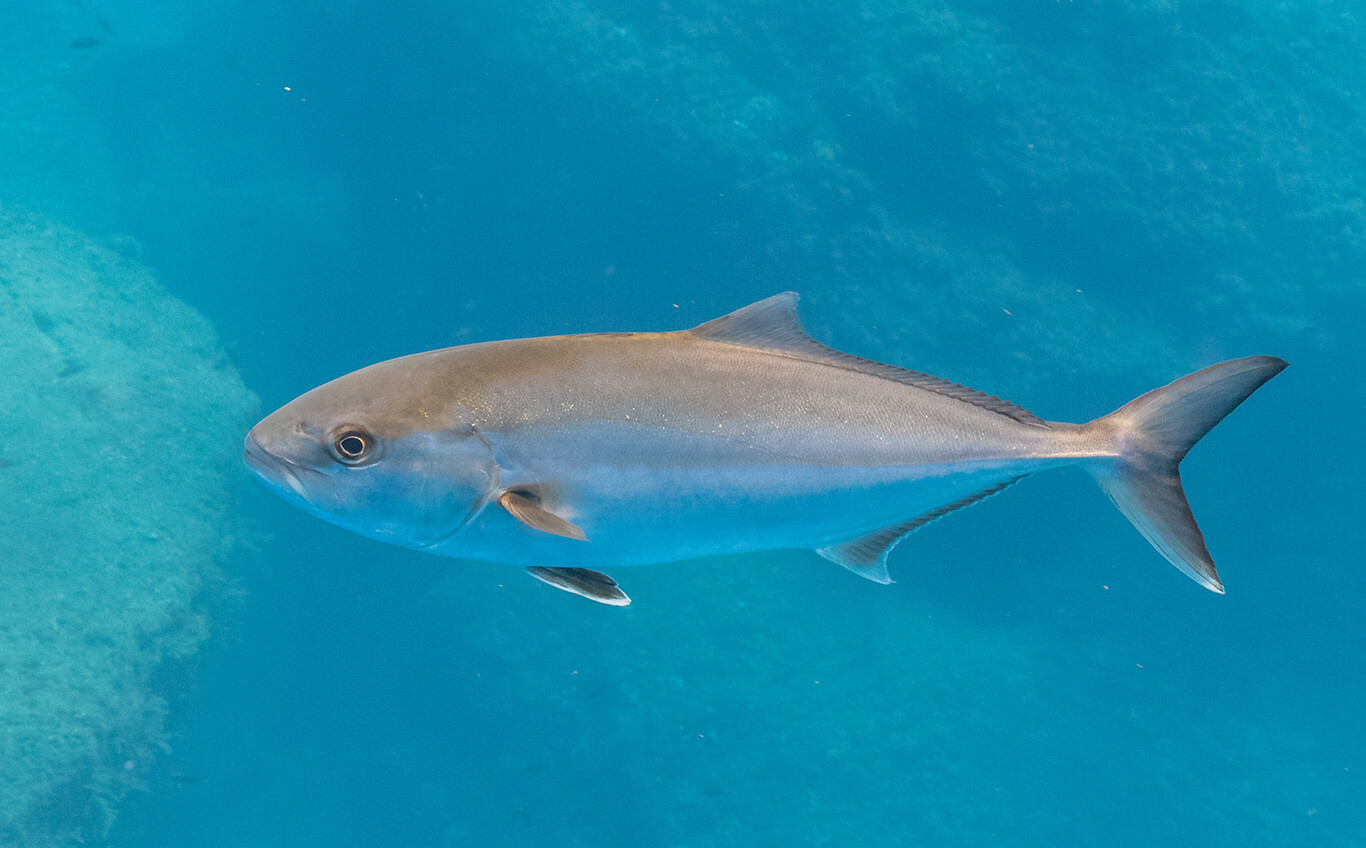 Pez limón o lecha, un sabrosísimo pescado azul tan versátil como el ...