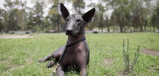Xoloitzcuintle, el perro mexicano es mucho más que sólo un símbolo de ...