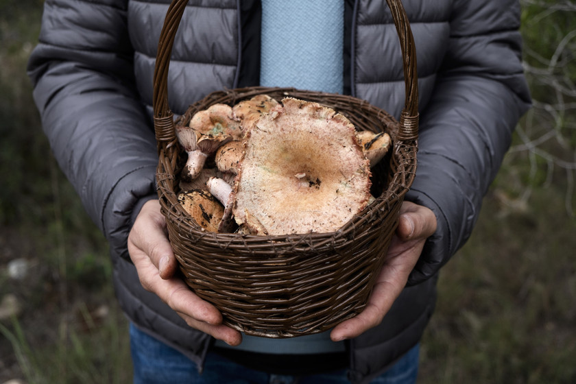 Qué podemos esperar de la nueva temporada de setas (y dónde coger ya ...