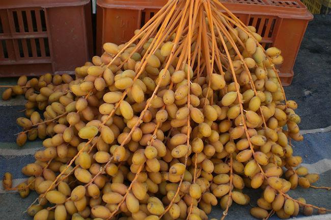 ¿Conoces las diferentes variedades de dátiles?