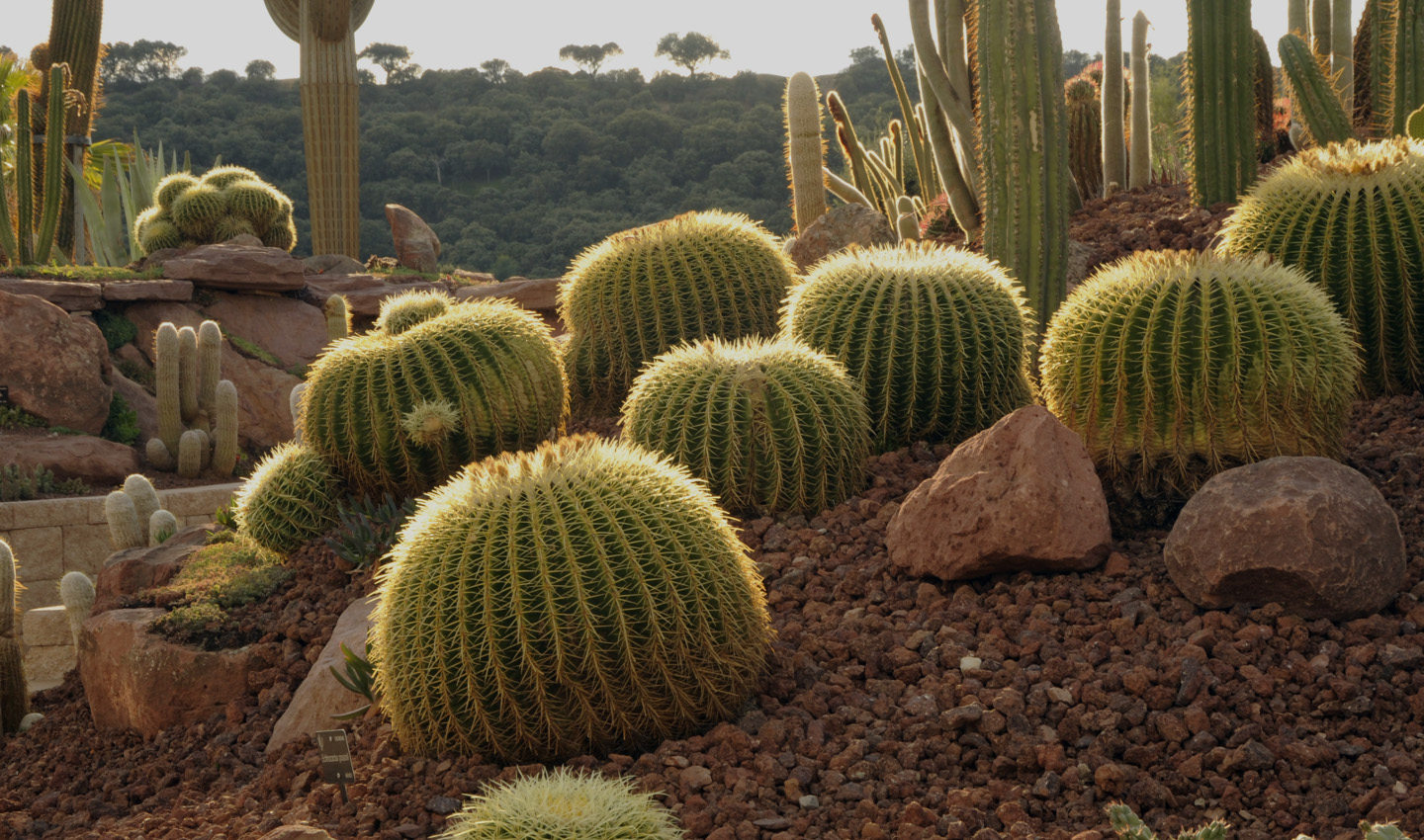 Planes de verano en la ciudad: Desert city, el nuevo jardín de cactus ...