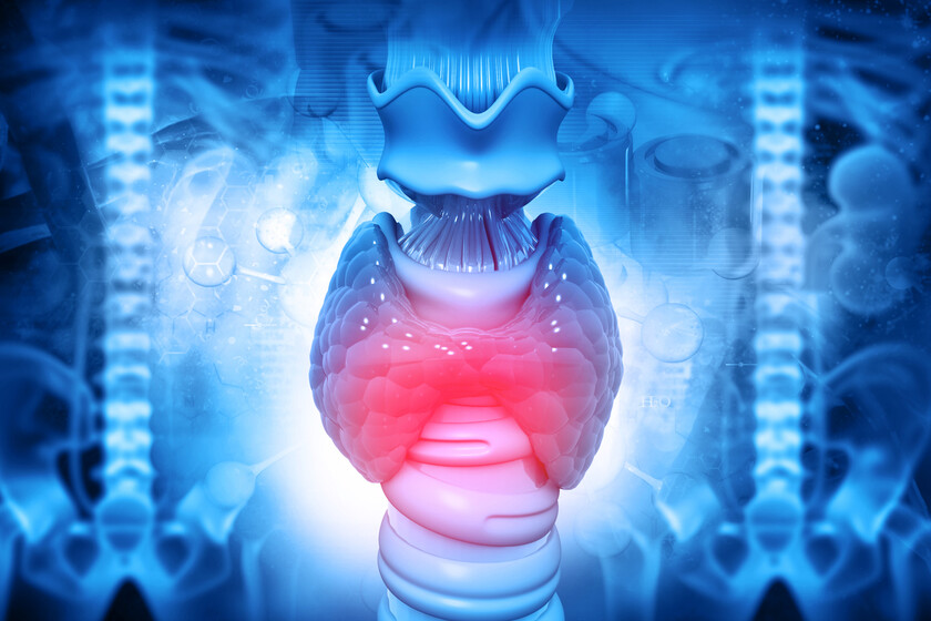 Qué es la glándula tiroidea y cuál es el papel de las hormonas ...