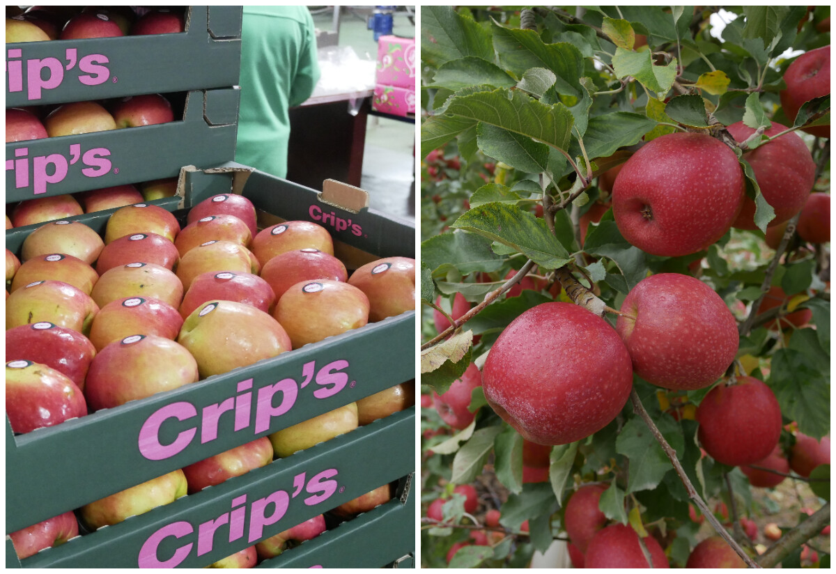 La incansable búsqueda de la manzana rosa (o por qué le importa tanto a ...