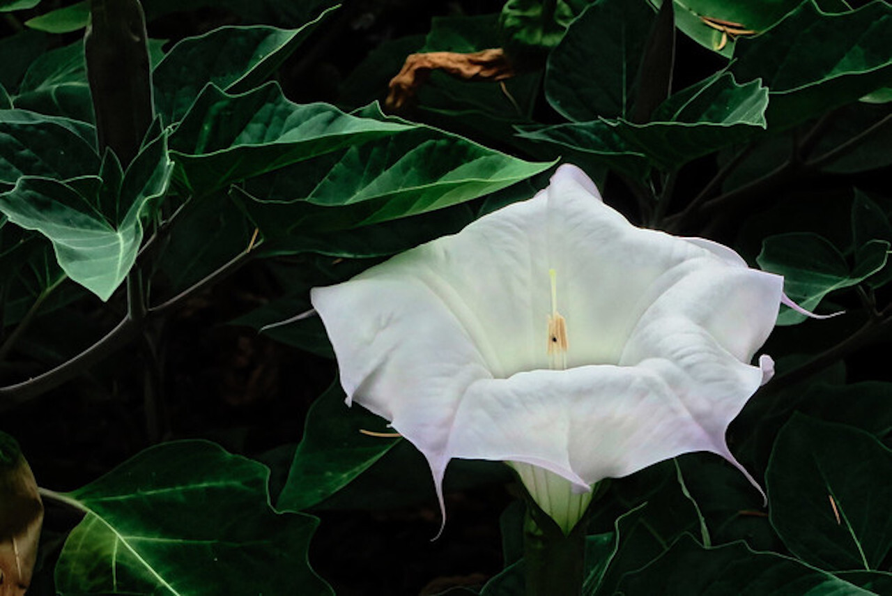 Toloache: la flor que promete amor, pero que puede resultar dañina para ...