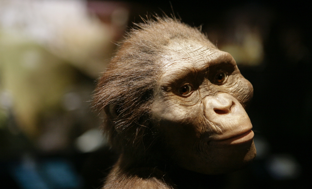 41 años con Lucy la australopithecus: el fósil más famoso del mundo