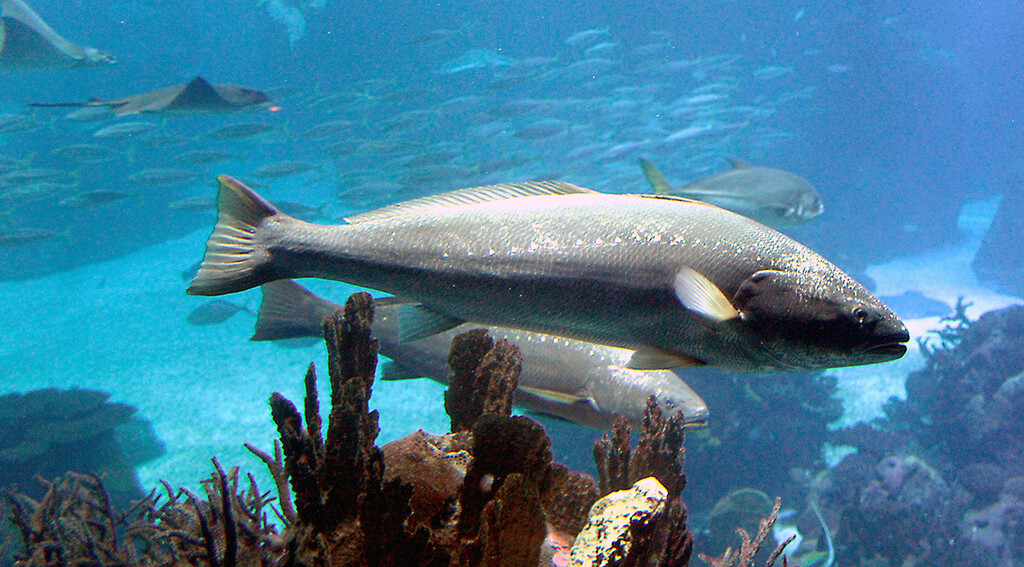 Cómo cocinar corvina: qué es; las mejores recetas fáciles y caseras ...
