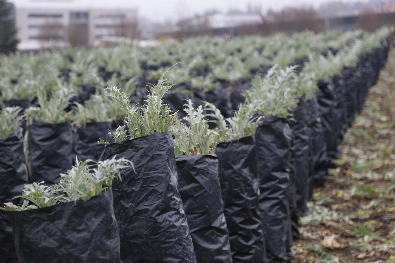 Reivindicando el cardo de temporada: cómo cocinar y cuáles son las ...