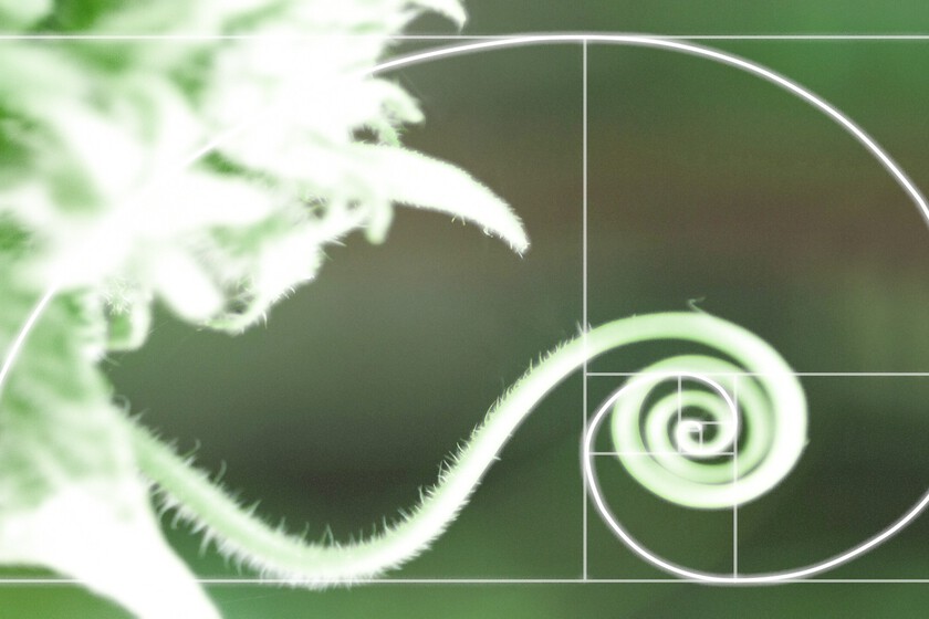 Hoja De Trabajo De La Secuencia De Fibonacci