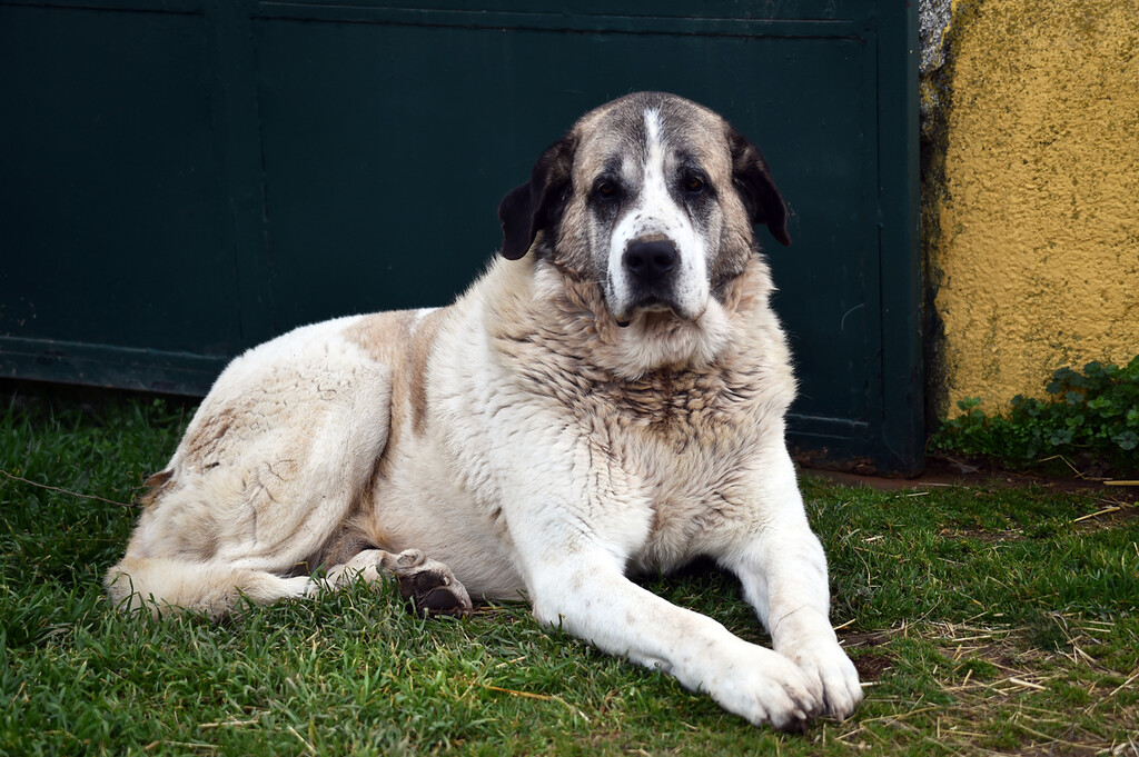 Así tendremos que cuidar a esta típica raza de perro español para que ...