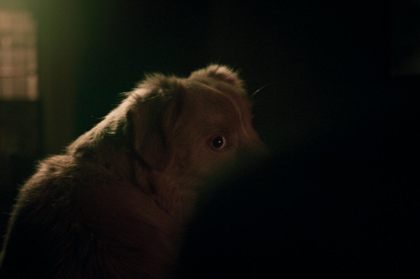Ni 'Caramelo' ni 'Beethoven': la película protagonizada por un perro ...
