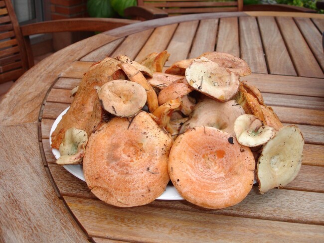 Níscalos o robellones: cómo seleccionar esta seta otoñal, propiedades ...