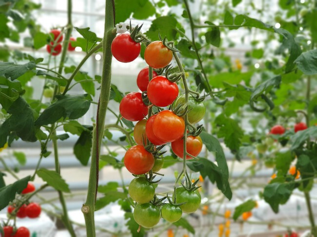 Cómo elegir el mejor momento para plantar tomates en el jardín y salgan ...