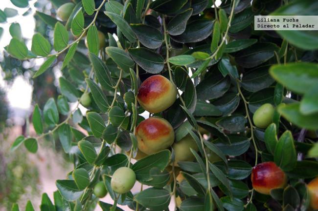 El jínjol o azufaifa, delicioso pequeño fruto que despide el verano