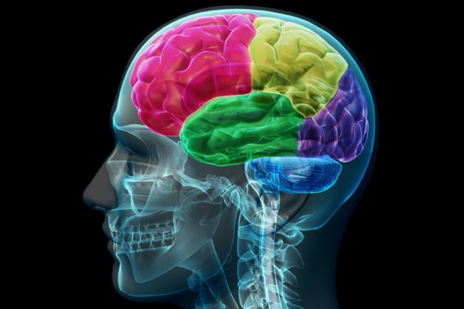 Viaje al cerebro de un bilingüe: así te cambia hablar dos idiomas