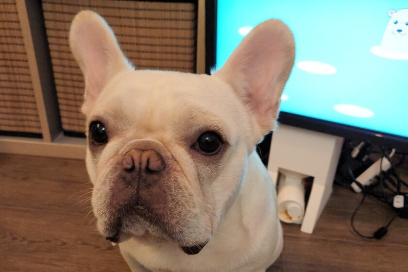 Existe un videojuego para perros y alucinamos con lo bien que lo controlan estas mascotas gamers