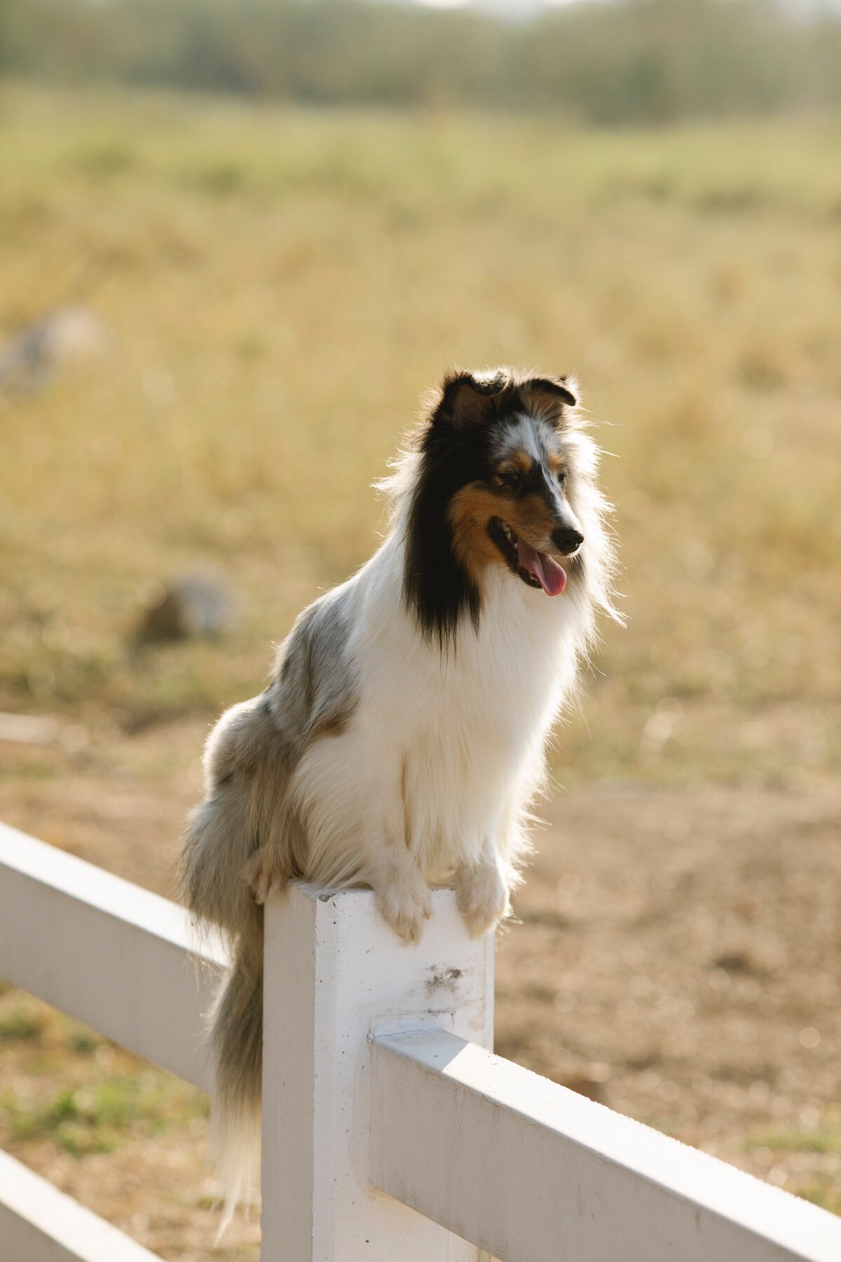 La lista de las razas de perros más inteligentes del mundo la lidera el ...