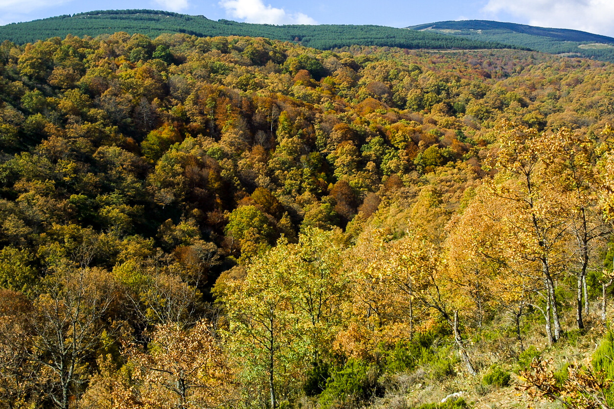 Este encantador pueblo a una hora de Madrid tiene un bosque de cuento ...