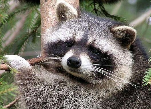 Singularidades extraordinarias de animales ordinarios (XXXIV): el mapache